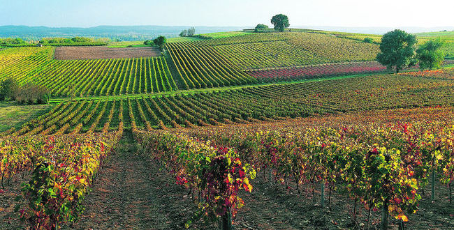 Gaillac AOC-AOP – Sud Selections