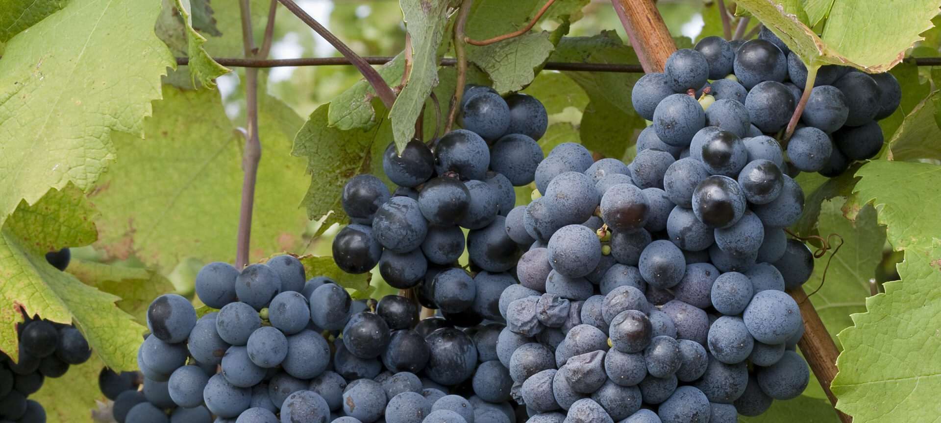 Mourvèdre N – Sud Selections