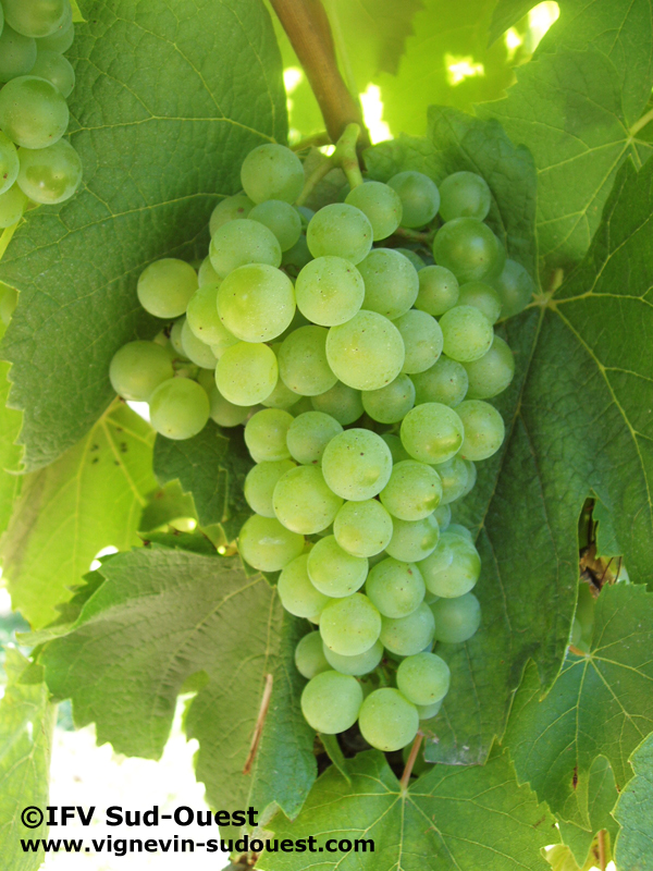 Baco Blanc B – Sud Selections