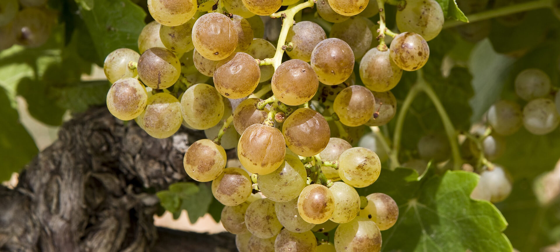 Marsanne B – Sud Selections