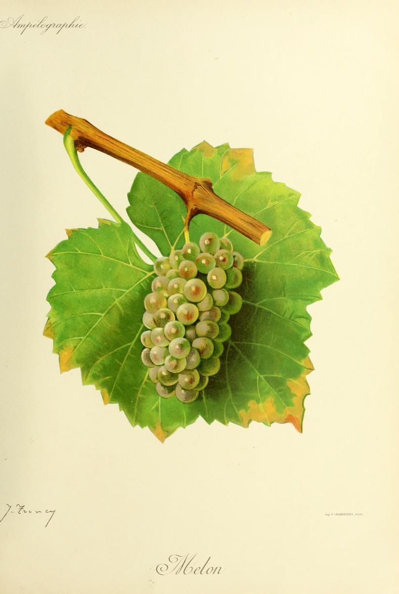 Melon de Bourgogne B – Sud Selections