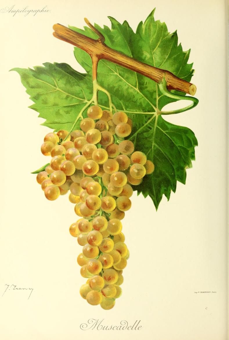 Muscadelle B – Sud Selections